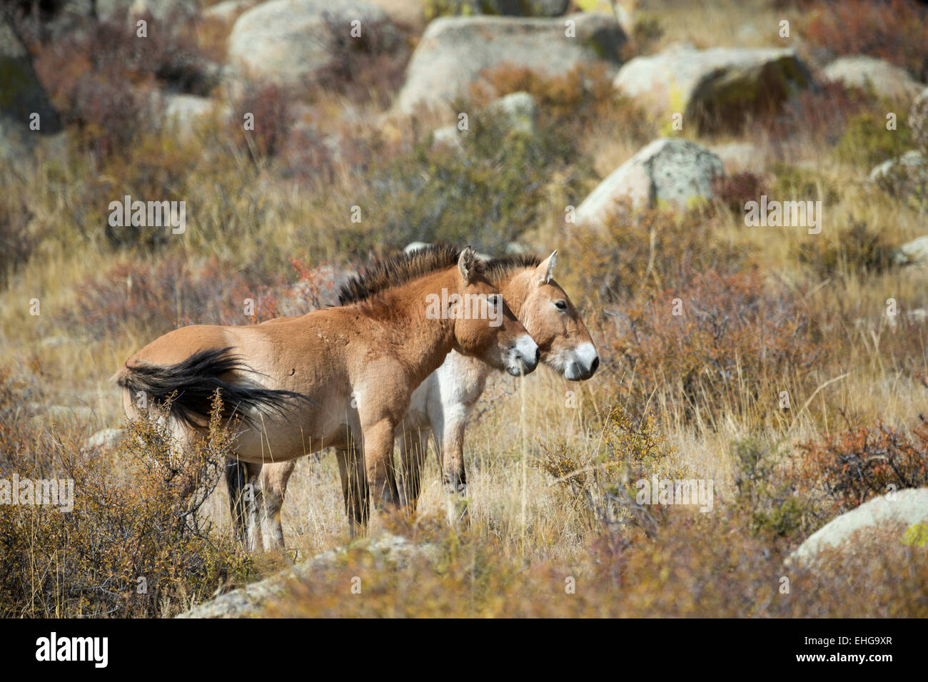 Przewalski horse ancient hi-res stock photography and images - Alamy