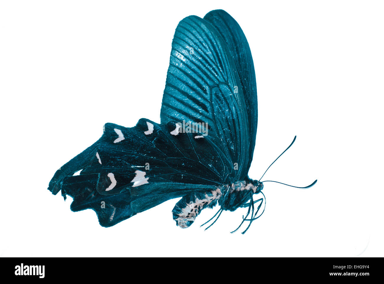 Butterfly flying garden Cut Out Stock Images & Pictures - Alamy