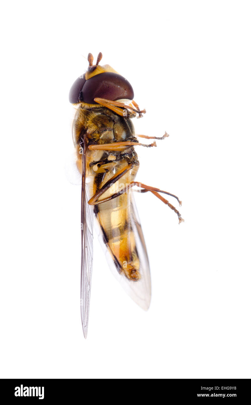 Fly eye view Cut Out Stock Images & Pictures - Alamy