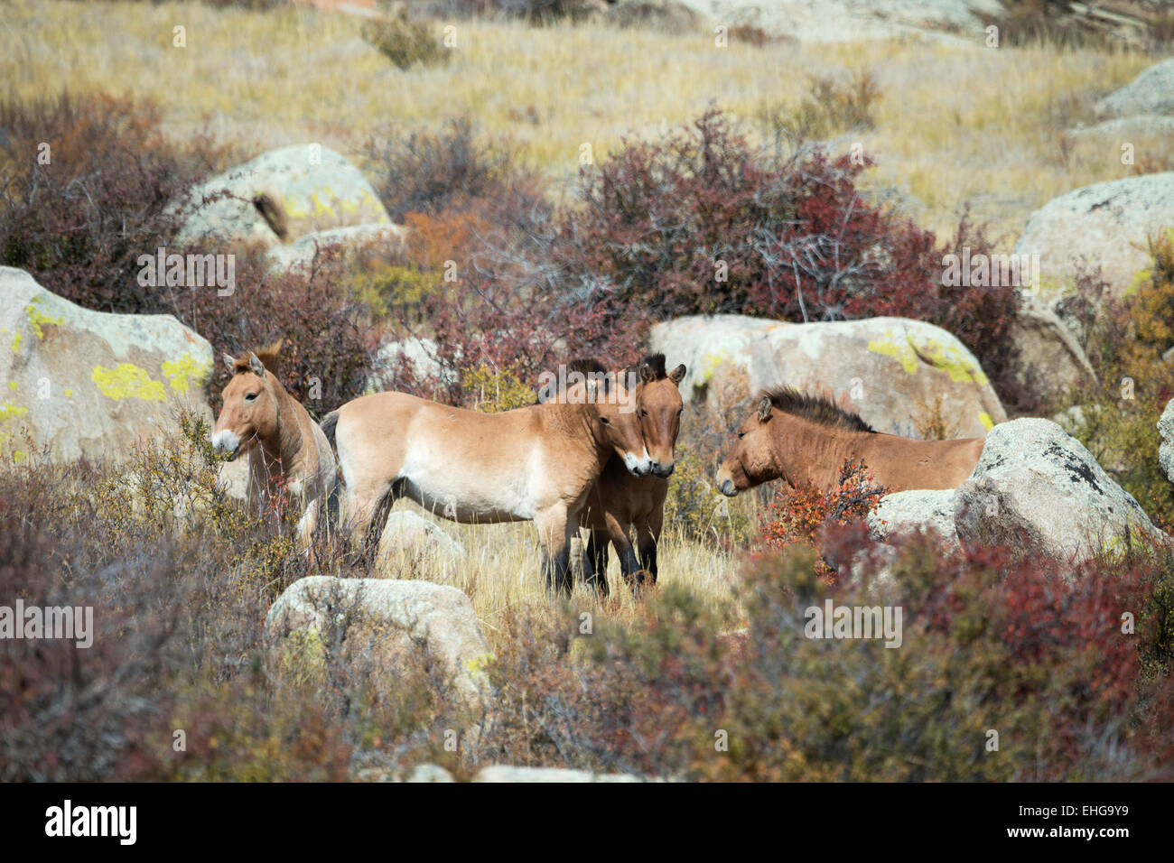 Przewalski horse ancient hi-res stock photography and images - Alamy