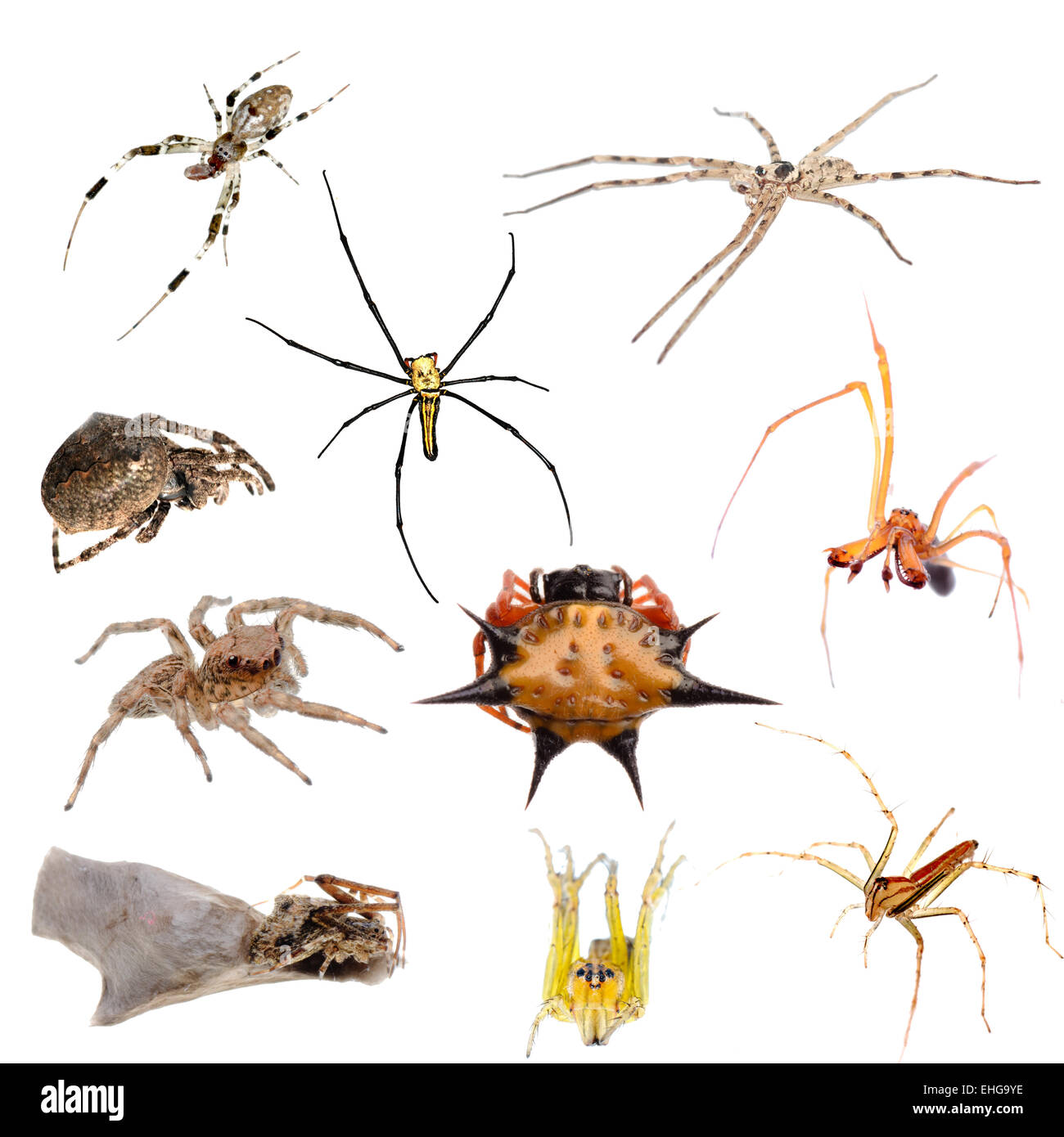 Spider Collection High Resolution Stock Photography and Images - Alamy