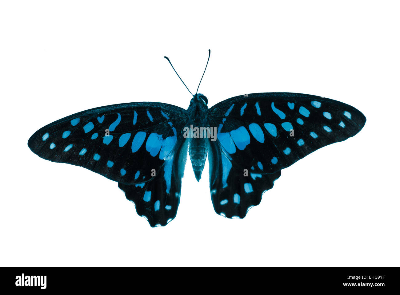 Blue colour butterfly Cut Out Stock Images & Pictures - Alamy