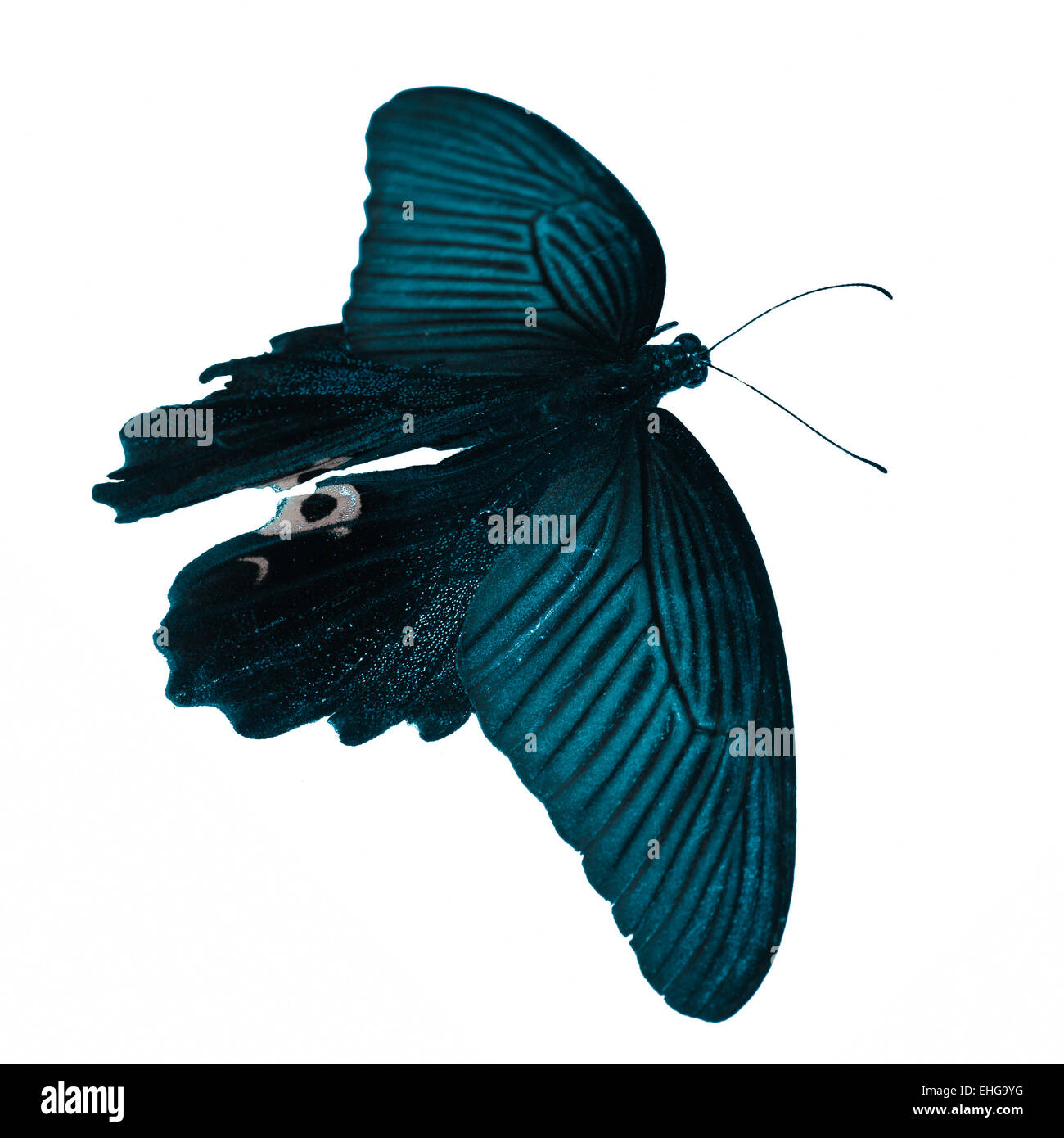 Butterfly wing pattern Cut Out Stock Images & Pictures - Alamy