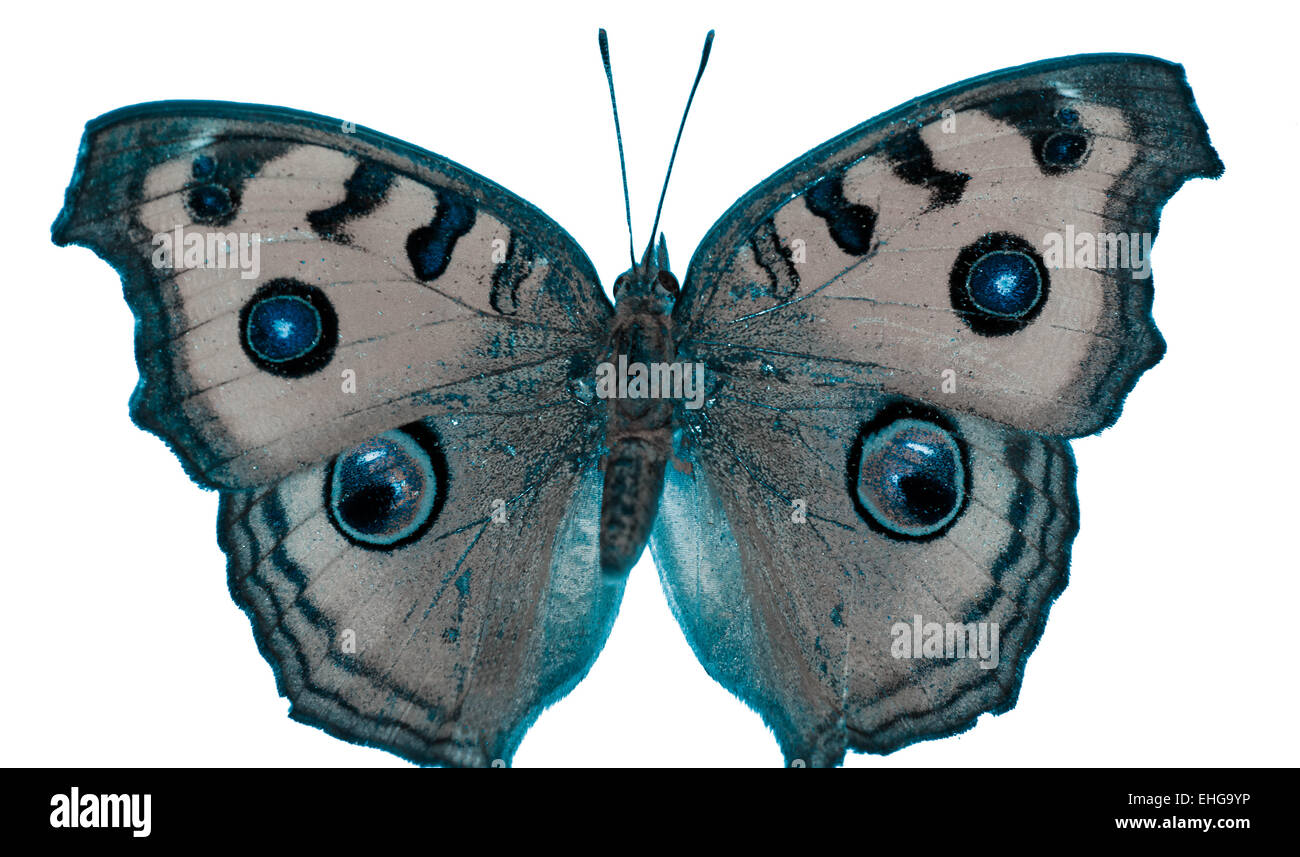 Butterfly set hi-res stock photography and images - Alamy