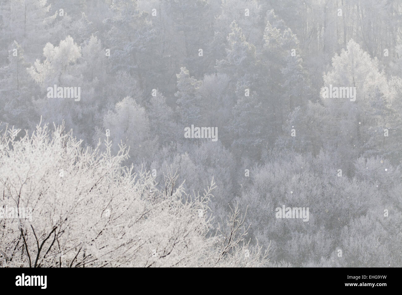 Ice on trees and branches Stock Photo - Alamy