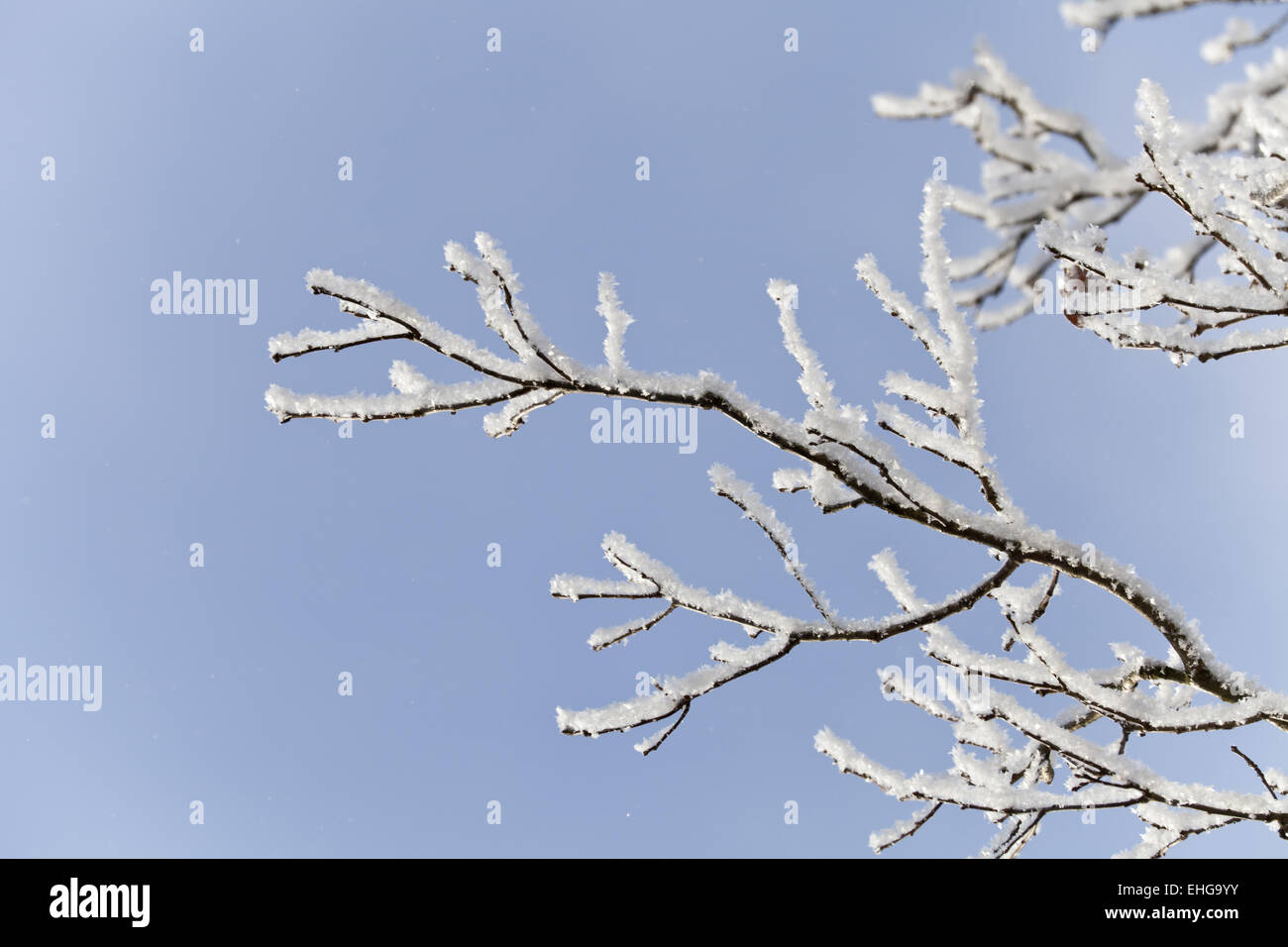 Ice on trees and branches Stock Photo - Alamy