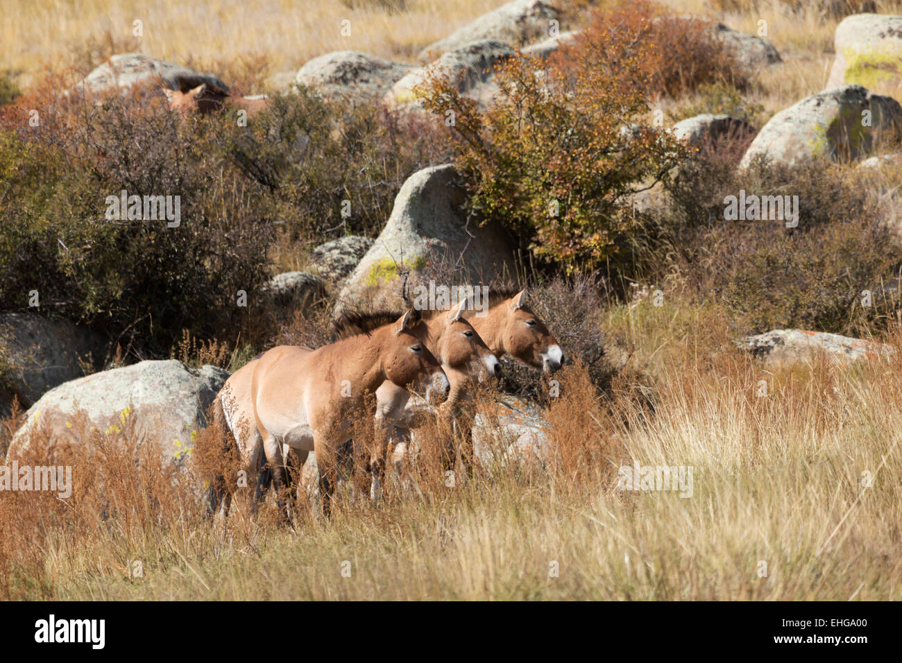 Przewalski horse ancient hi-res stock photography and images - Alamy