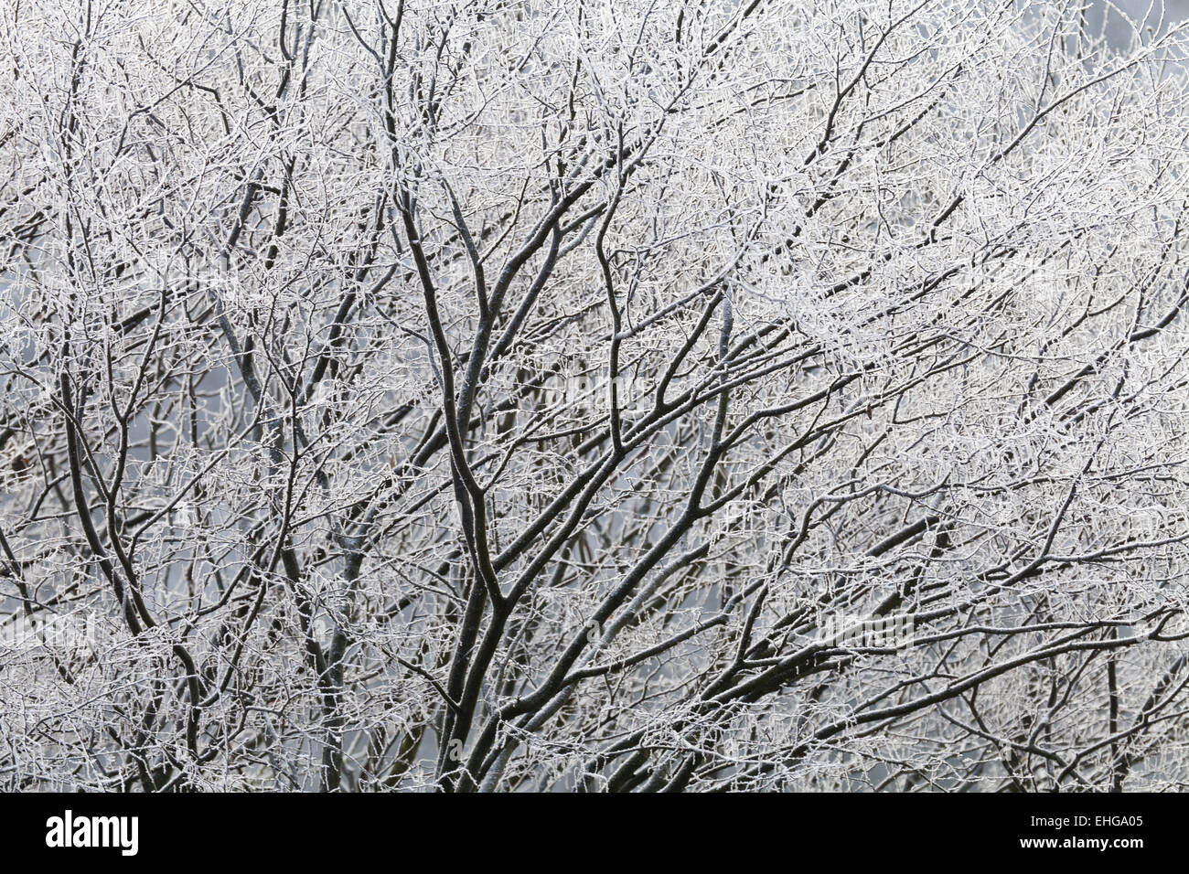 Ice on trees and branches Stock Photo - Alamy