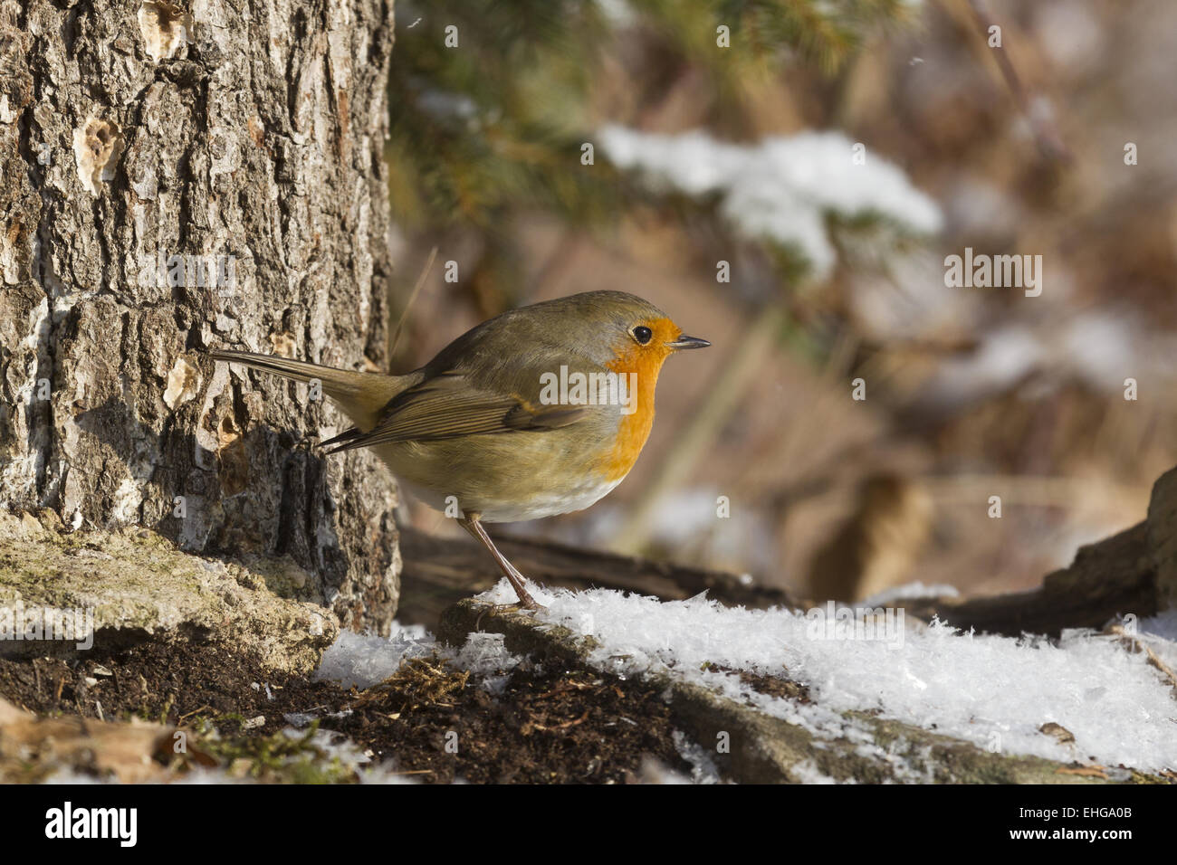 Robin (Erithacus rubecula Stock Photo - Alamy