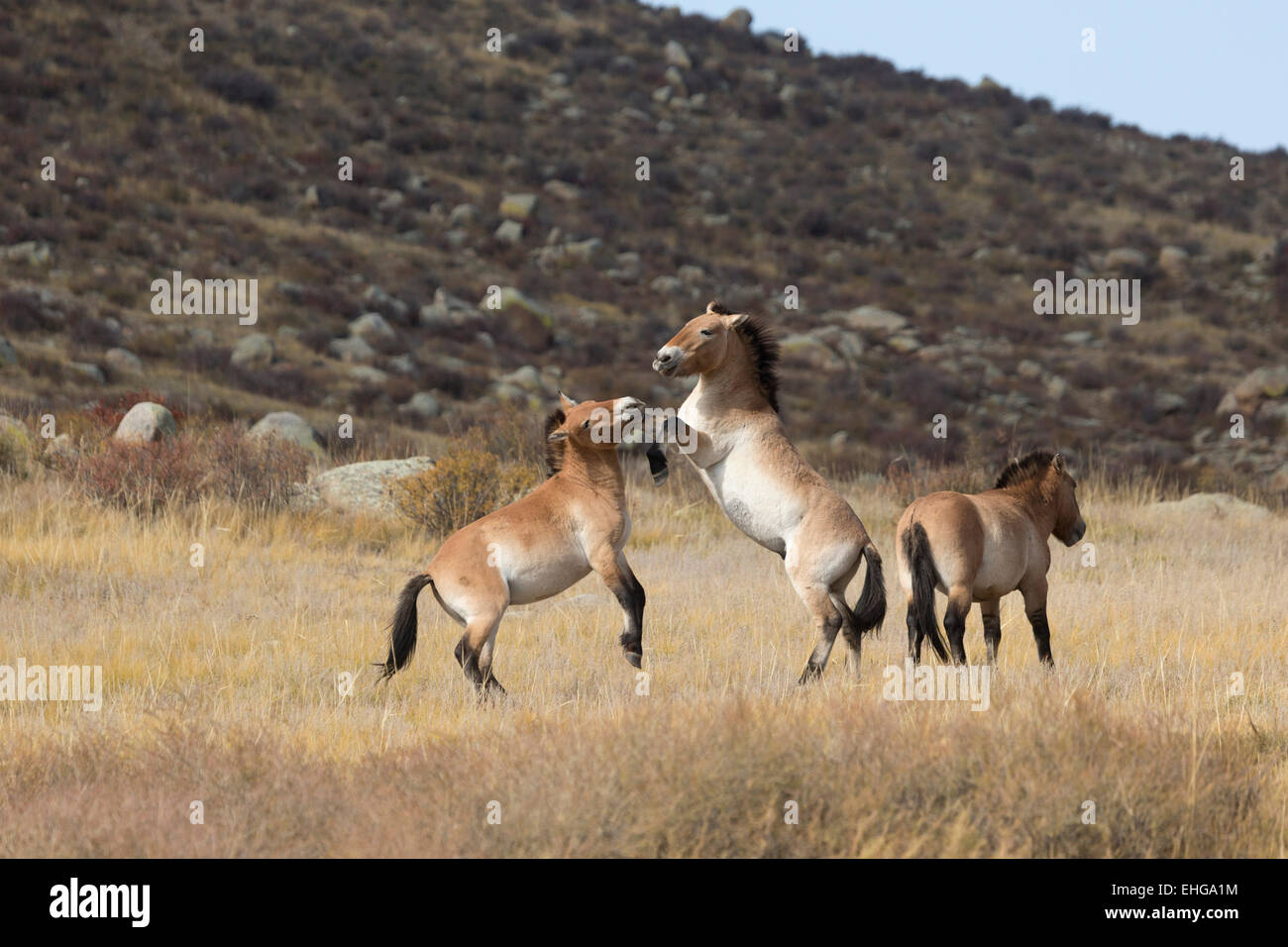 Przewalski horse ancient hi-res stock photography and images - Alamy