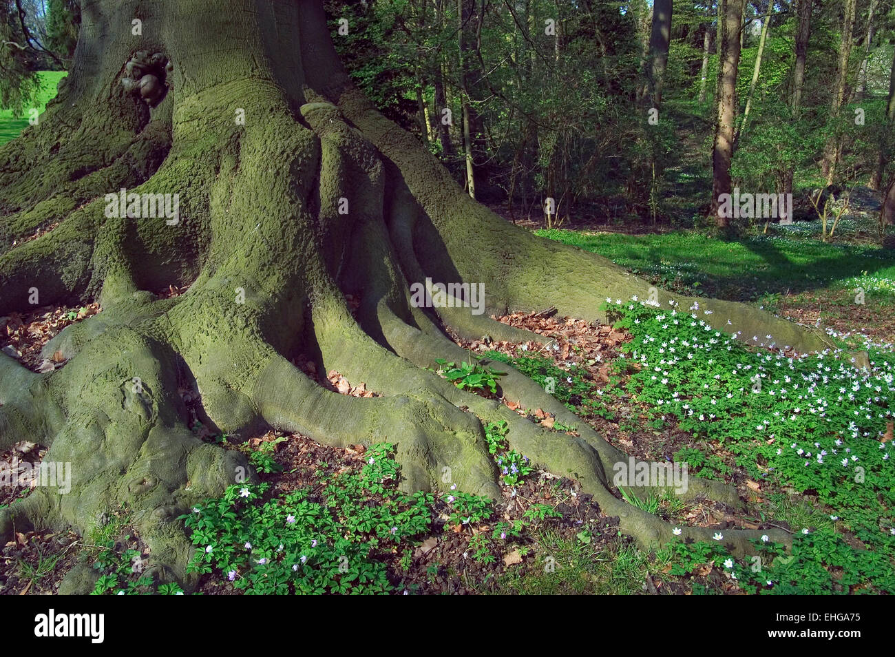 Beech trees wood anemones hi-res stock photography and images - Alamy