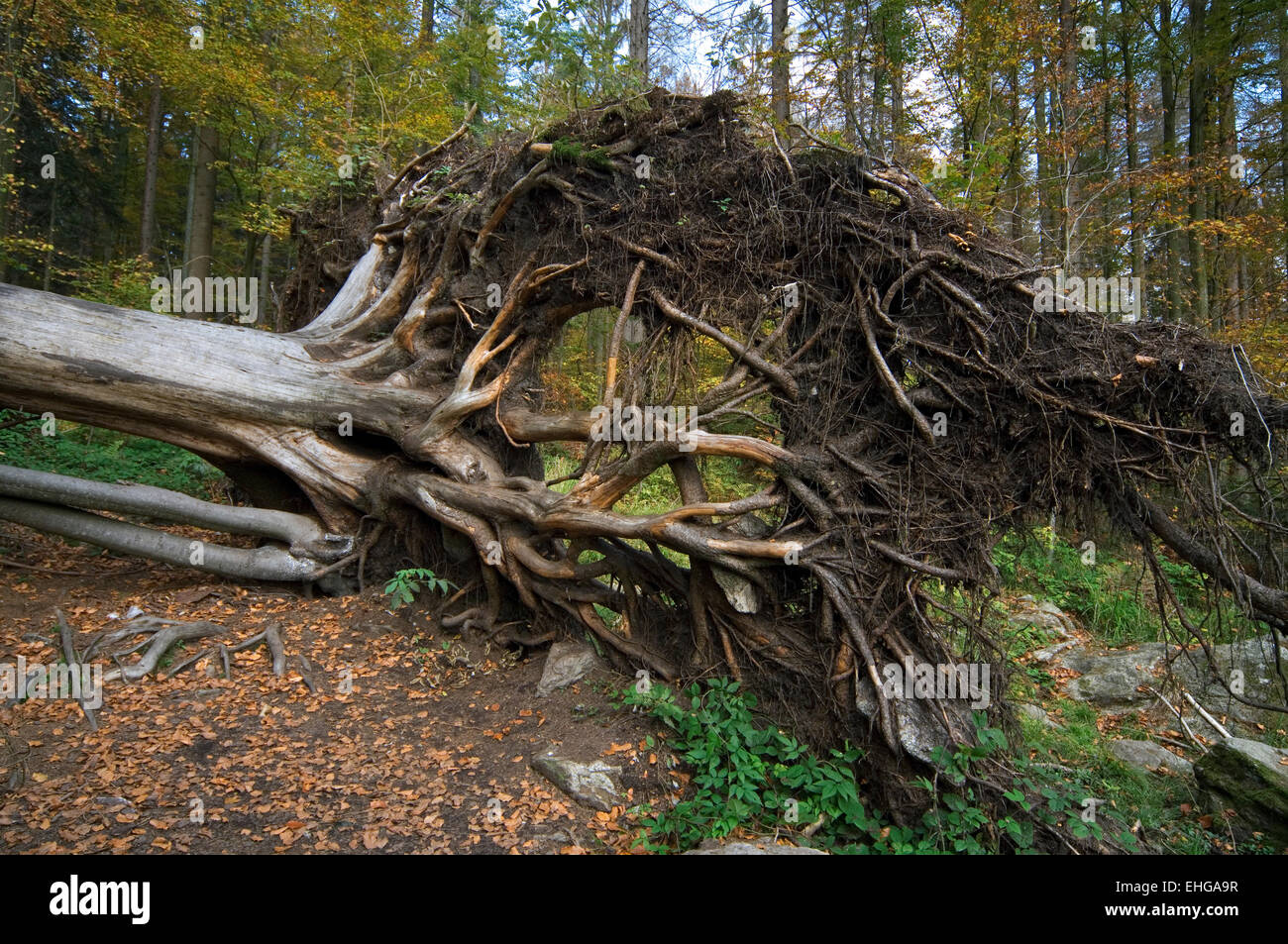 Exposed beech tree roots hi-res stock photography and images - Alamy