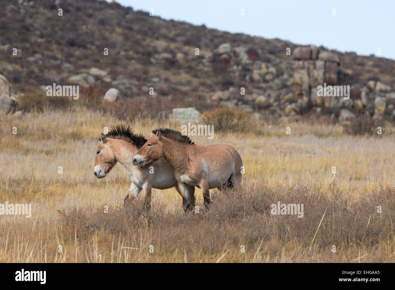 Przewalski horse ancient hi-res stock photography and images - Alamy