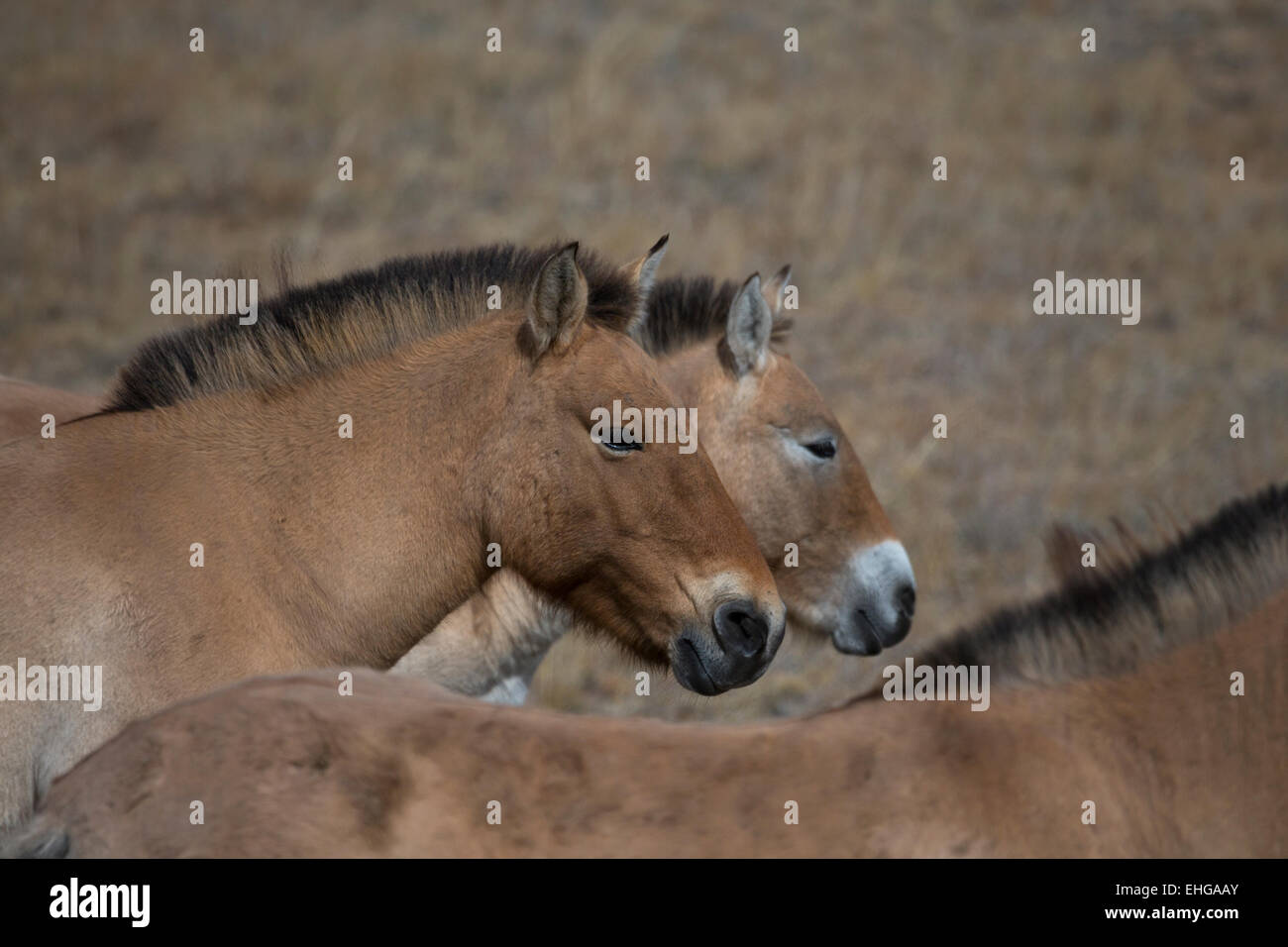Przewalski horse ancient hi-res stock photography and images - Alamy