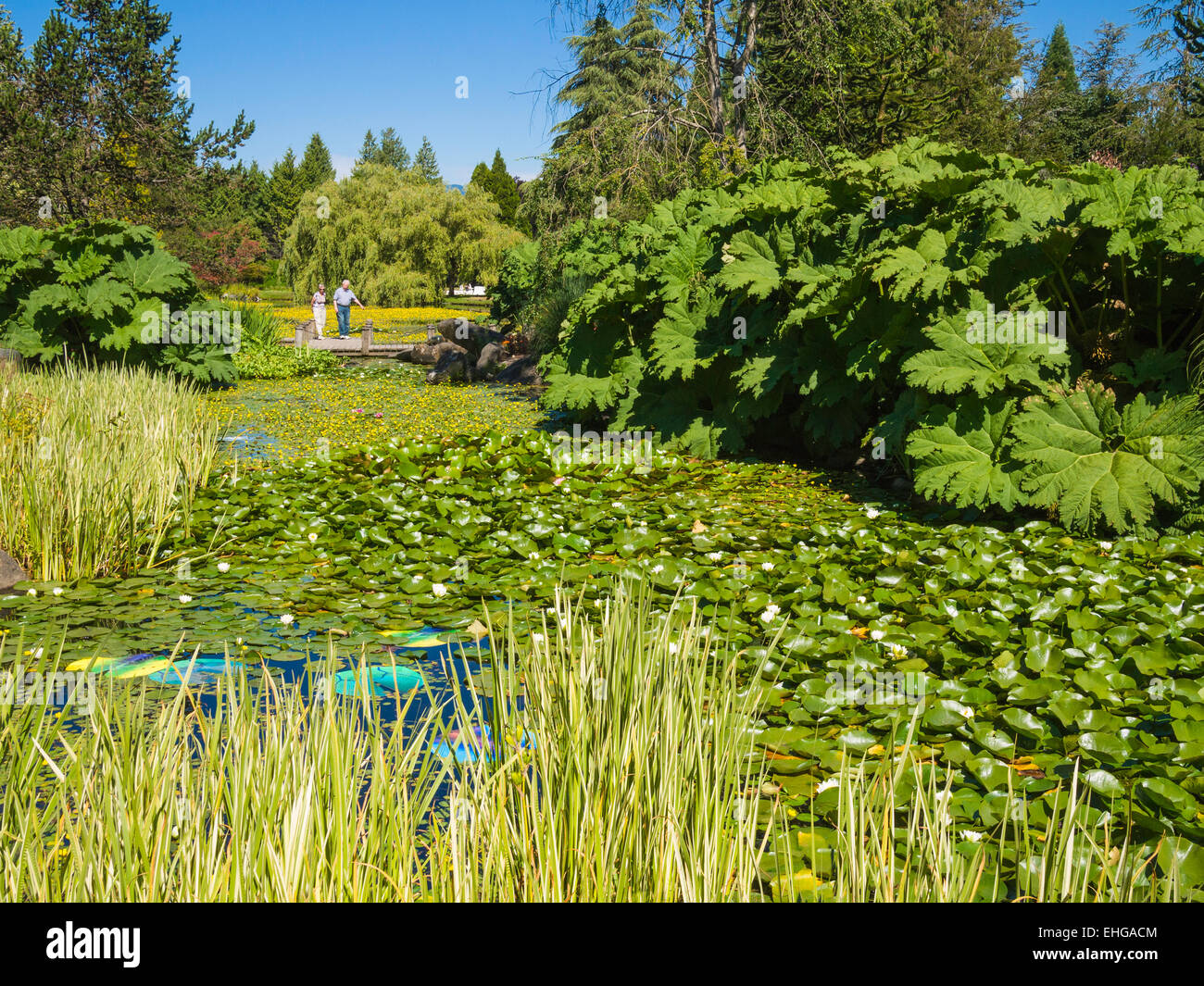 Landscaped ponds with water lilies, Van Dusen Botanical Garden ...