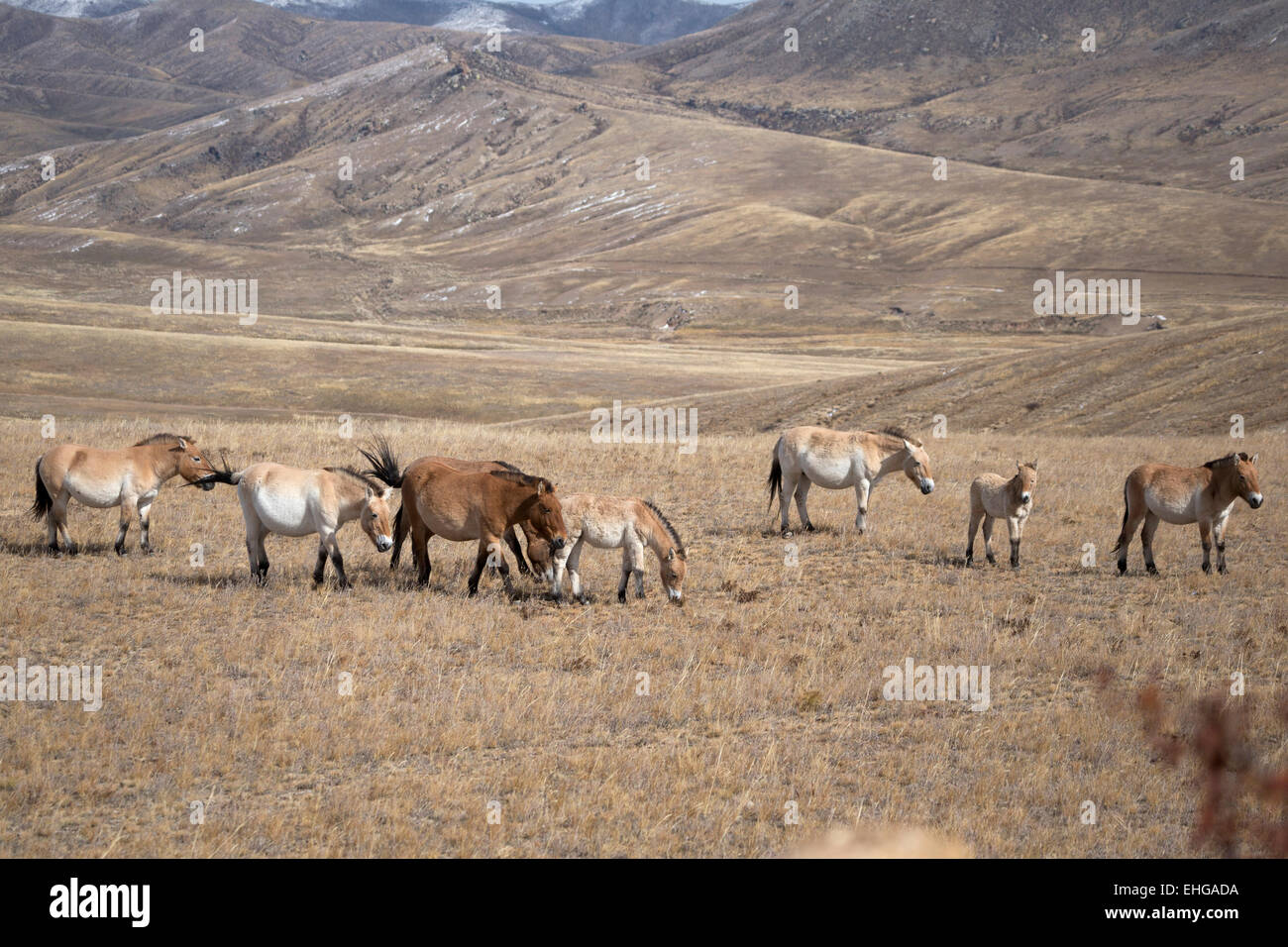 Przewalski wild Takhi horse Mongolia free wildlife Stock Photo - Alamy