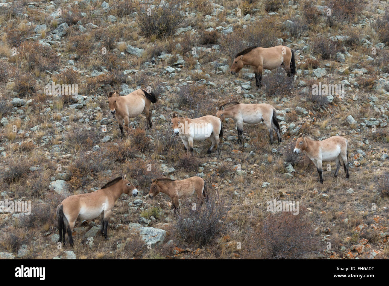 Przewalski horse ancient hi-res stock photography and images - Alamy