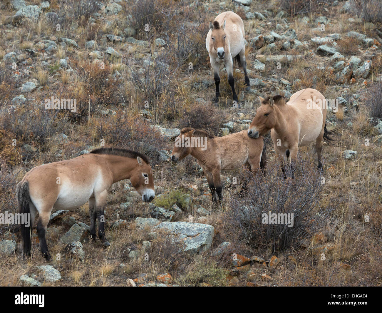 Przewalski horse ancient hi-res stock photography and images - Alamy