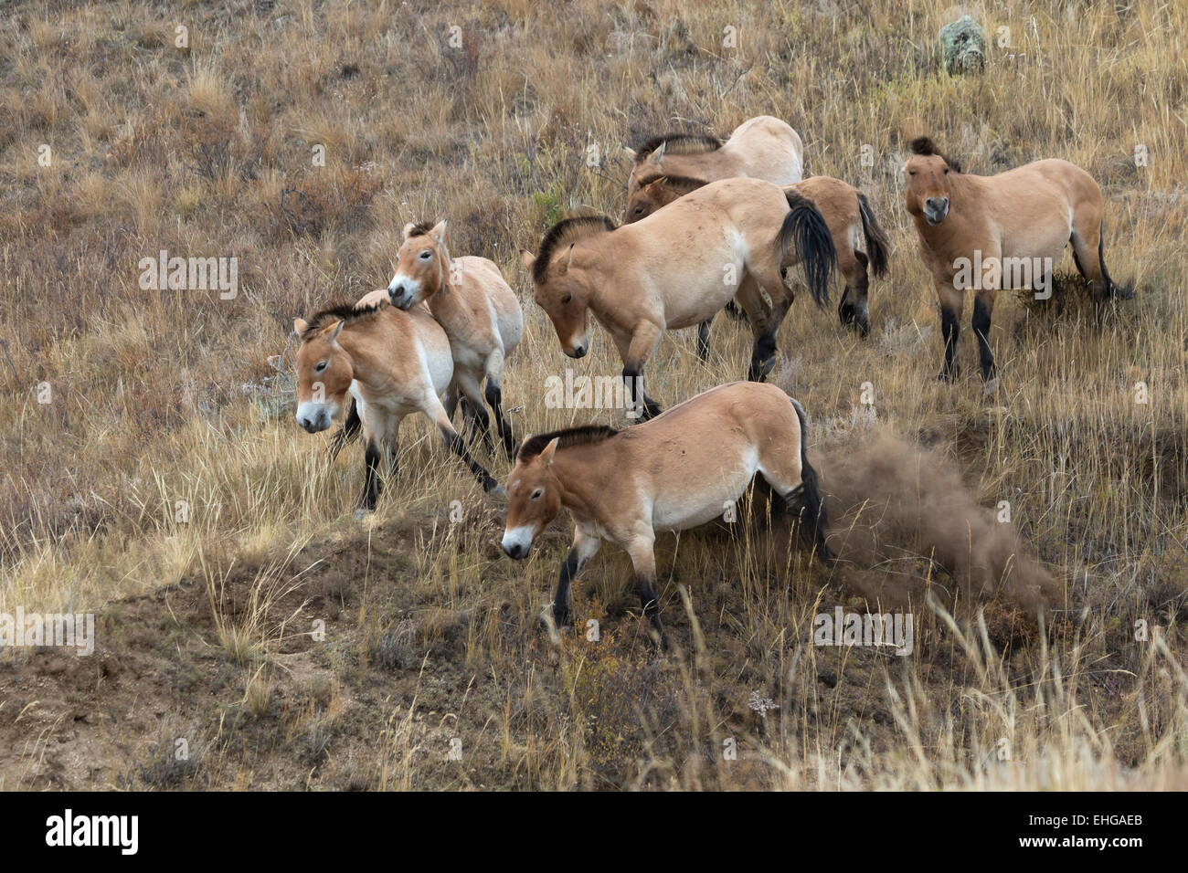 Przewalski wild Takhi horse Mongolia free wildlife Stock Photo - Alamy