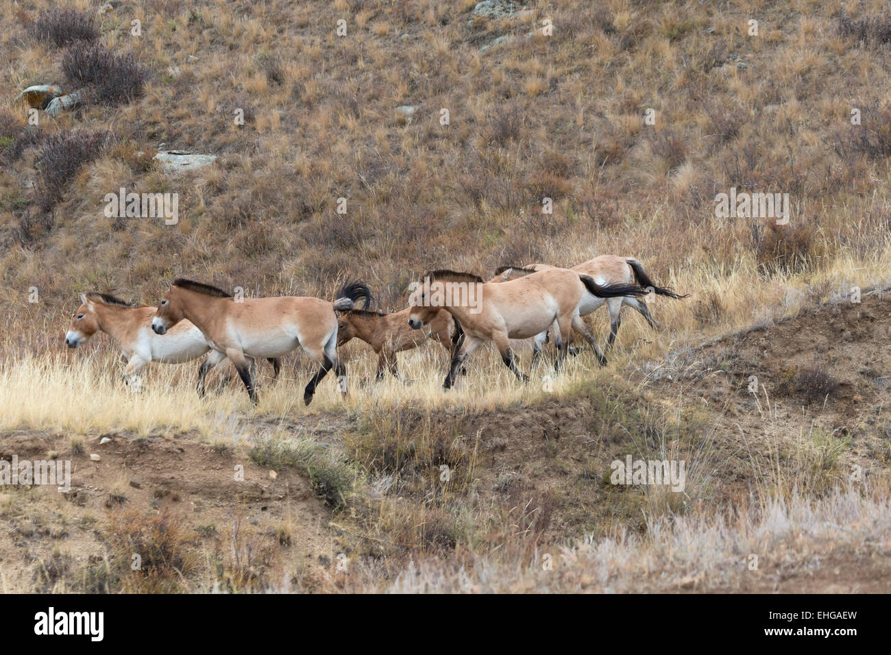 Przewalski horse ancient hi-res stock photography and images - Alamy