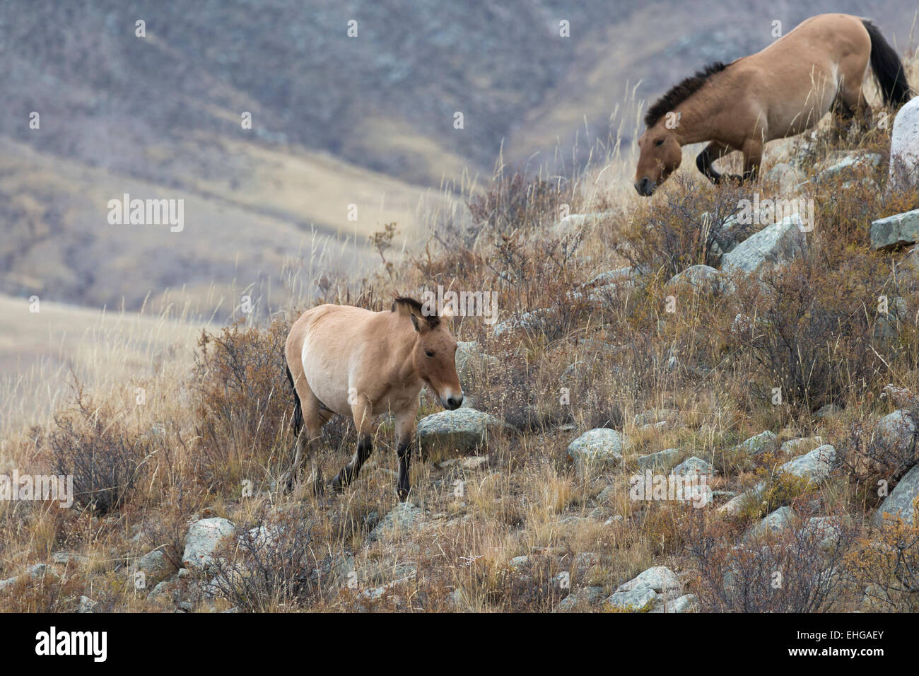 Przewalski wild Takhi horse Mongolia free wildlife Stock Photo - Alamy