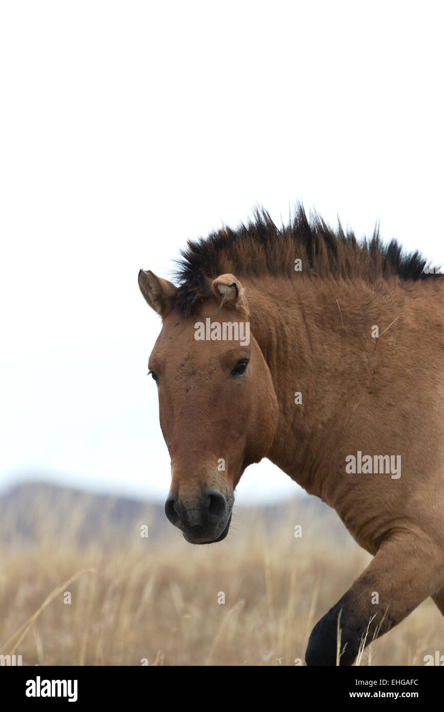 Takhi mare with foal hi-res stock photography and images - Alamy