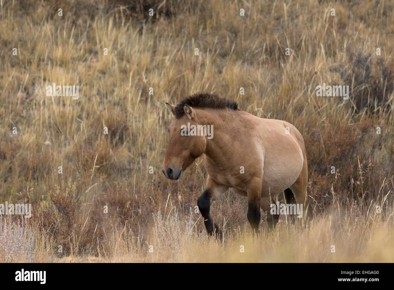 Przewalski wild Takhi horse Mongolia free wildlife Stock Photo - Alamy