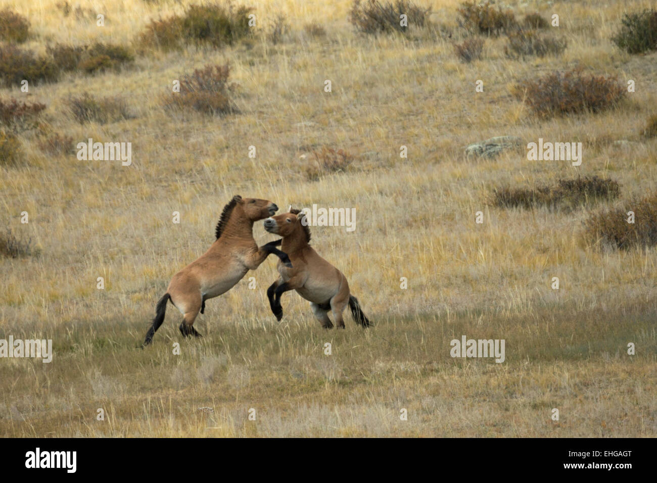 Przewalski horse ancient hi-res stock photography and images - Alamy