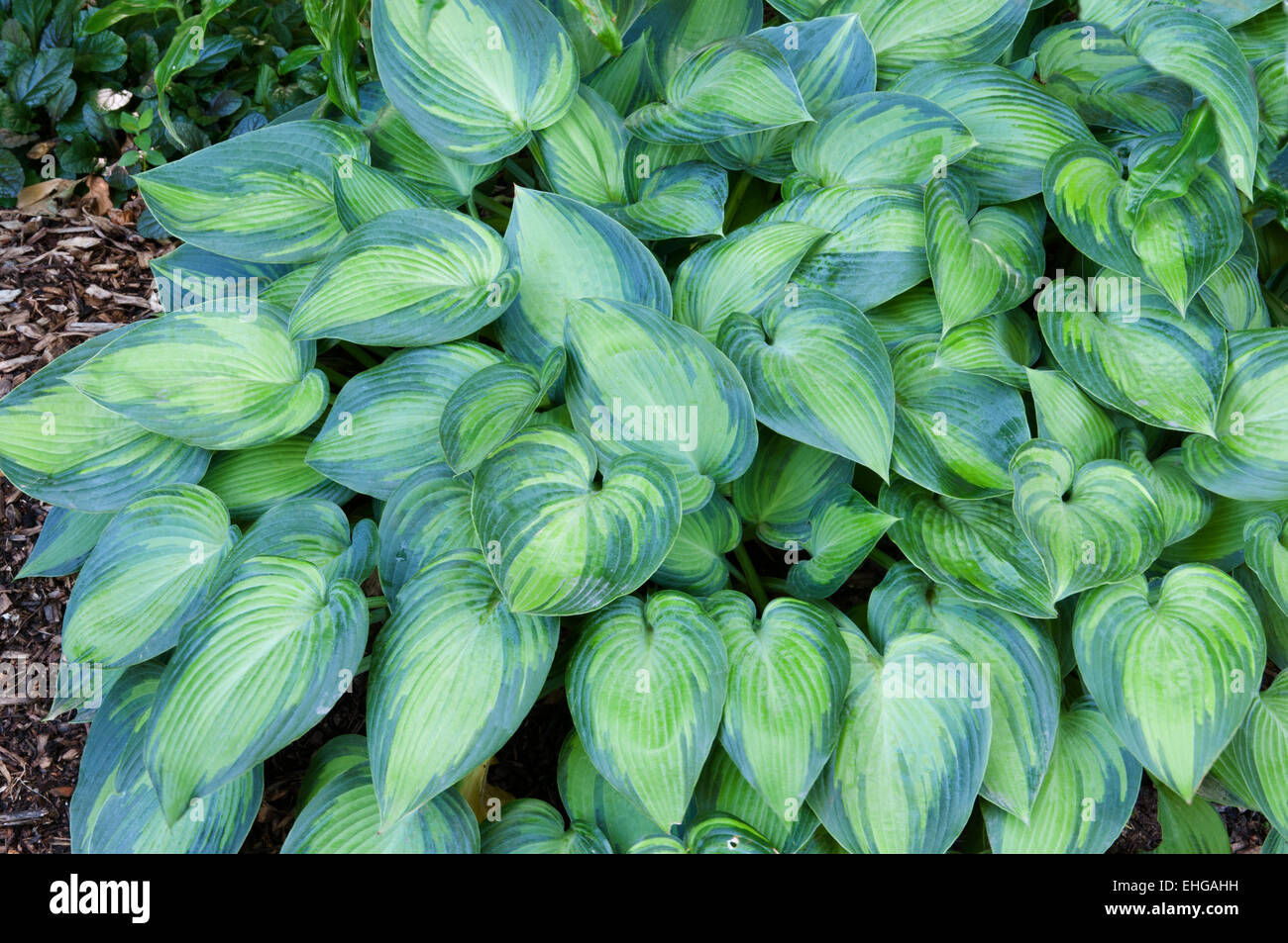 June plantain lily hi-res stock photography and images - Alamy