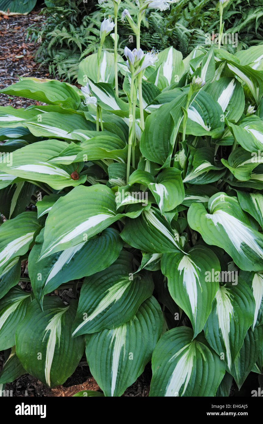 Hosta Night Before Christmas Stock Photo - Alamy