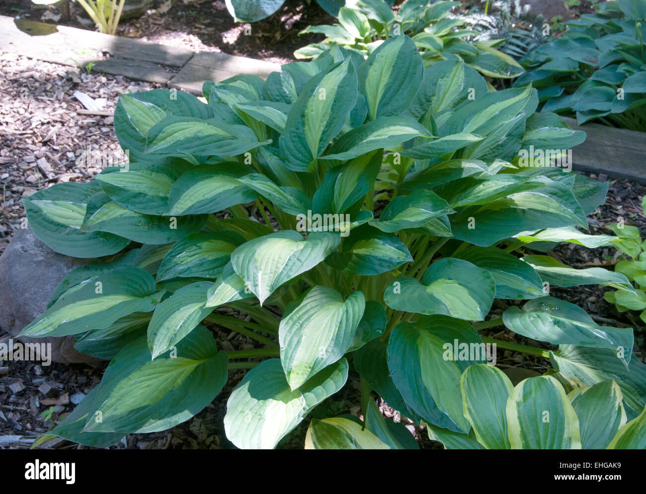 Hosta cv hi-res stock photography and images - Alamy