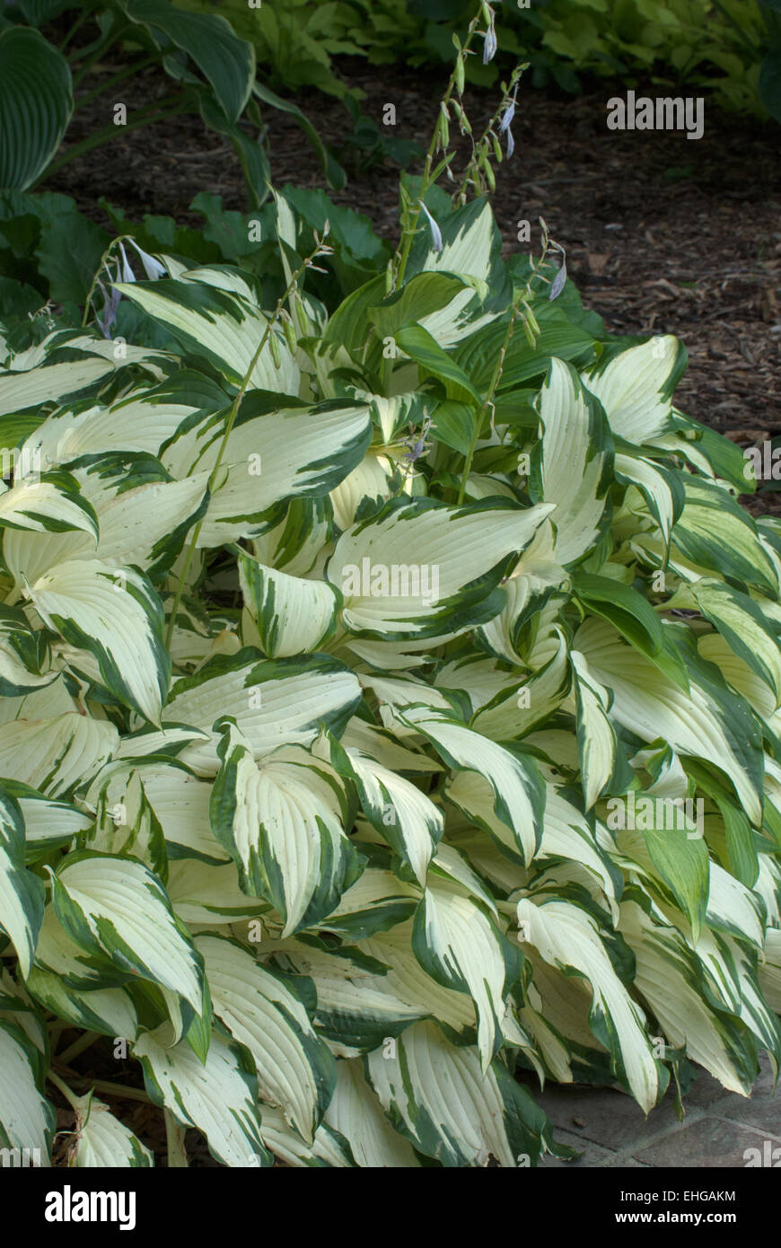 Hosta white christmas hi-res stock photography and images - Alamy