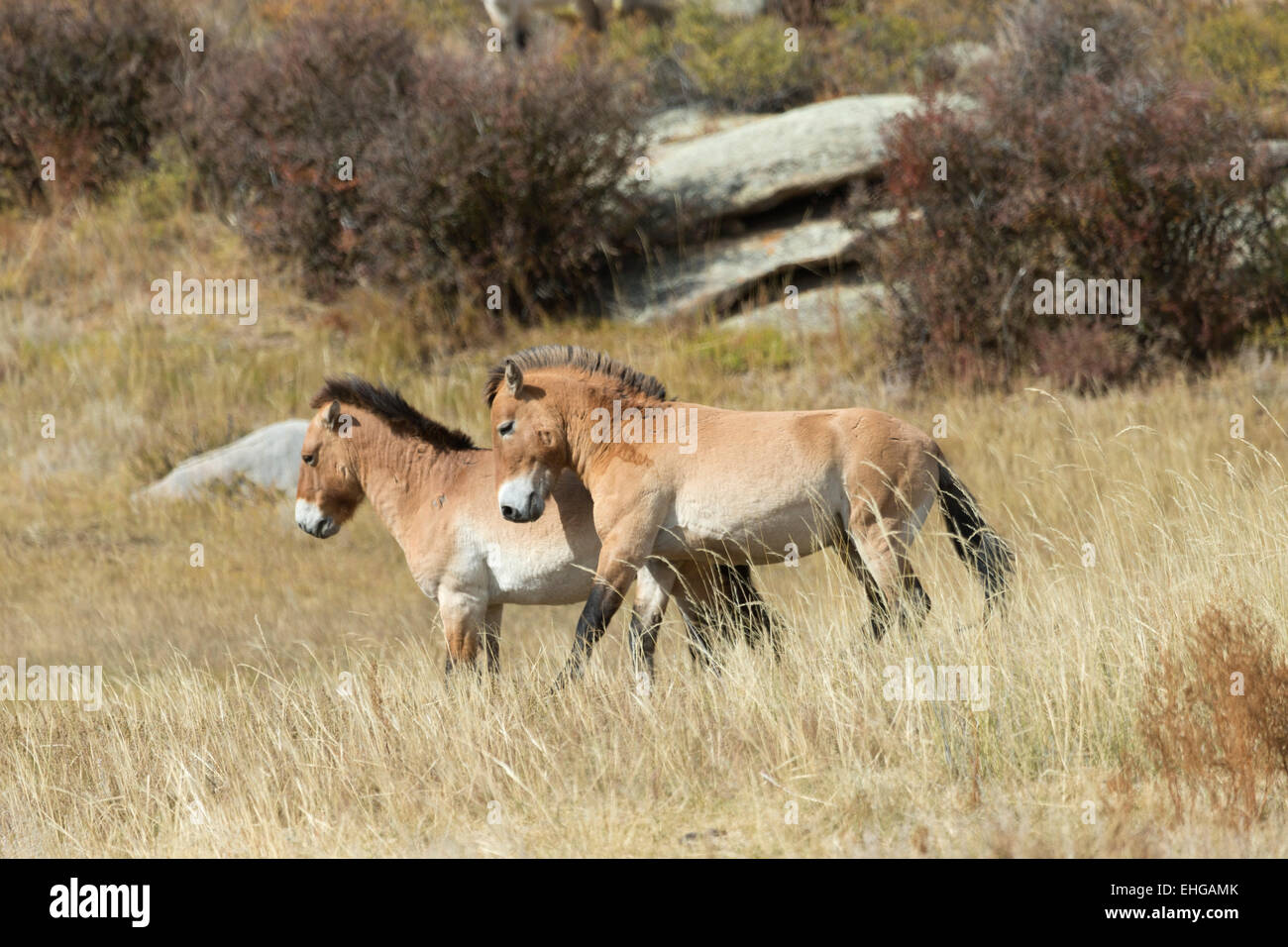 Przewalski wild Takhi horse Mongolia free wildlife Stock Photo - Alamy