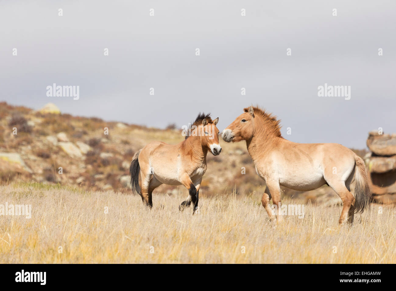 Przewalski horse ancient hi-res stock photography and images - Alamy