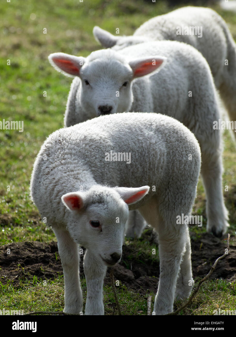 Osterlammer hi-res stock photography and images - Alamy