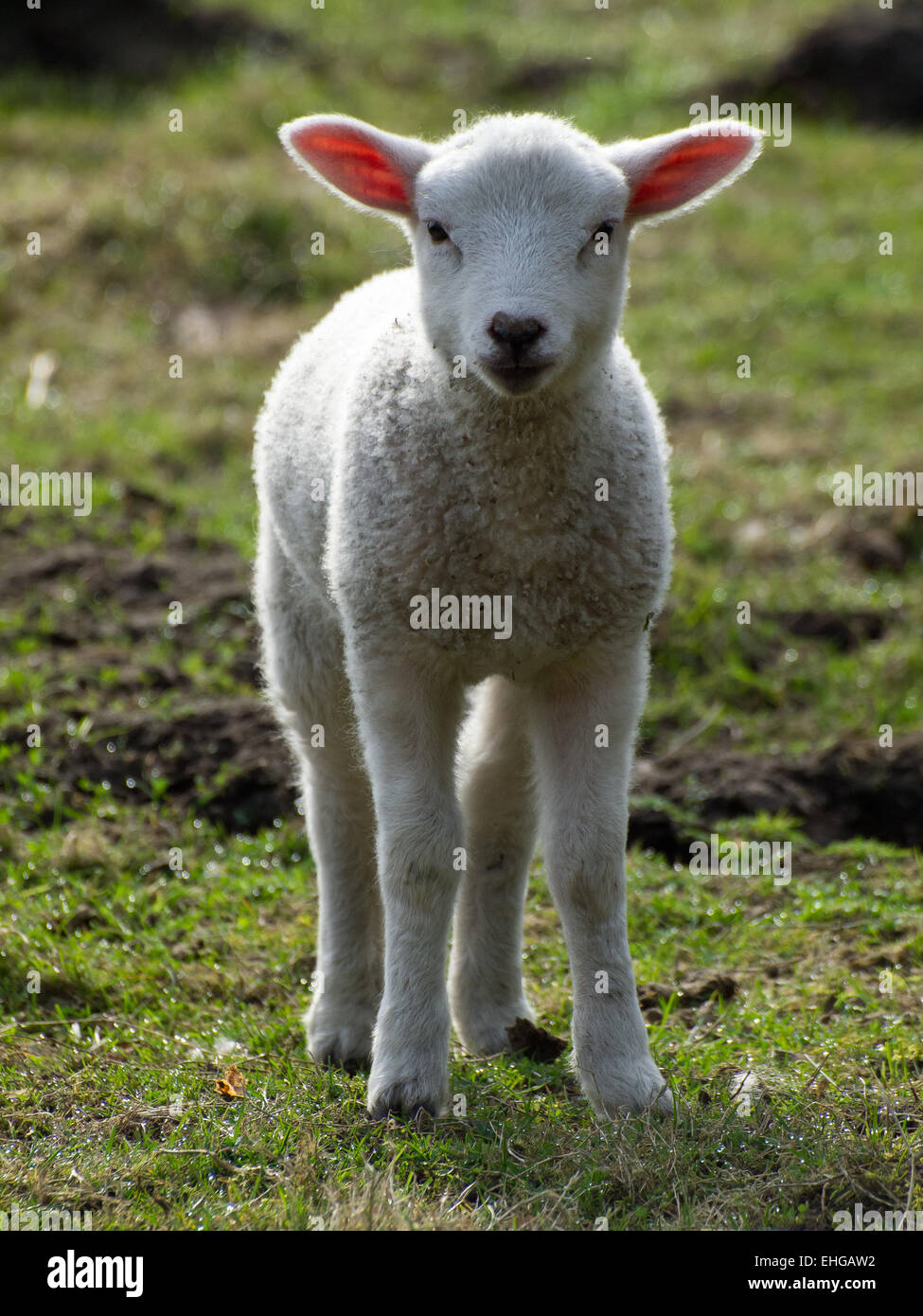 Osterlammer hi-res stock photography and images - Alamy