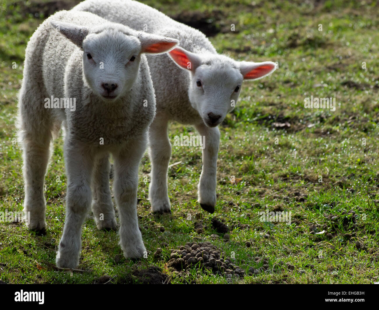 Sheeps in Germany Stock Photo - Alamy