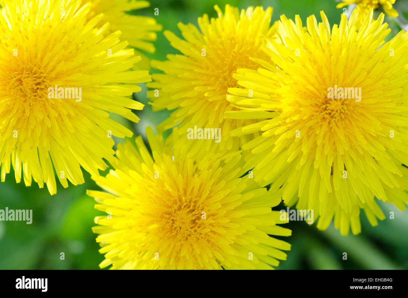 Buttercup and dandelion hi-res stock photography and images - Alamy