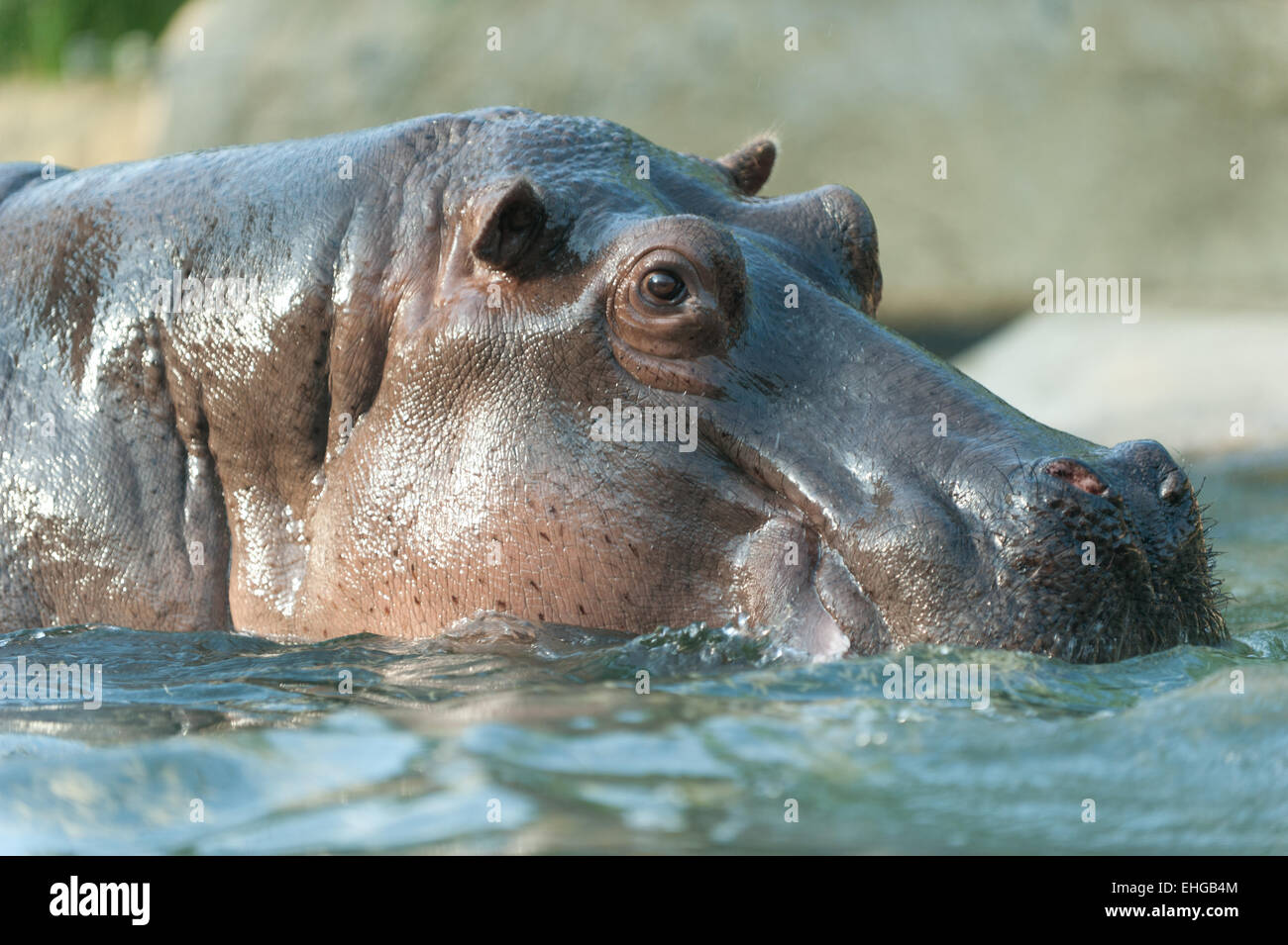 Head of a hippo Stock Photo - Alamy