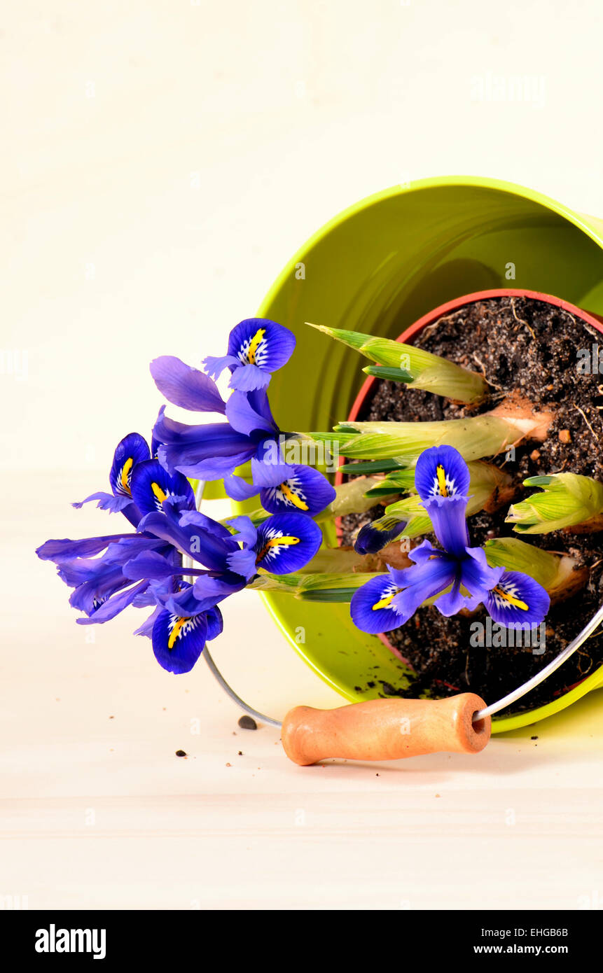 Spring flowers blue Stock Photo - Alamy