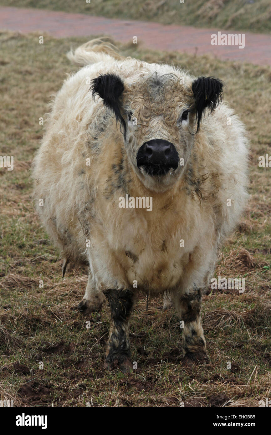Galloway rind hi-res stock photography and images - Alamy