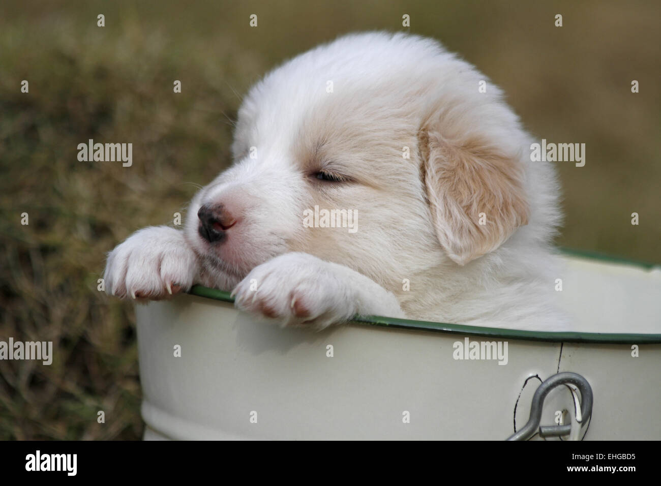 Puppy in a bucket Stock Photo - Alamy