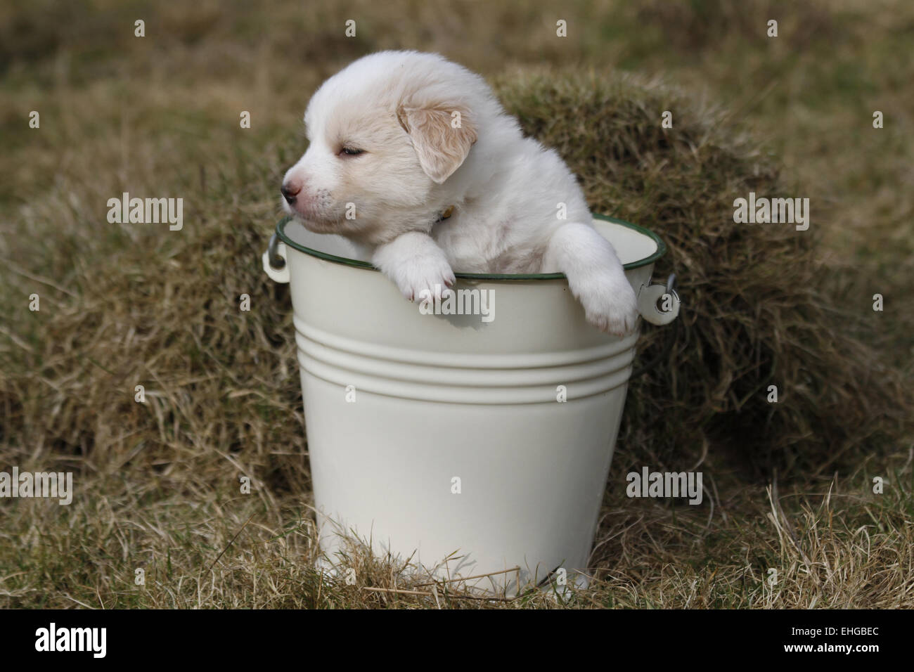 Puppy in a bucket Stock Photo - Alamy