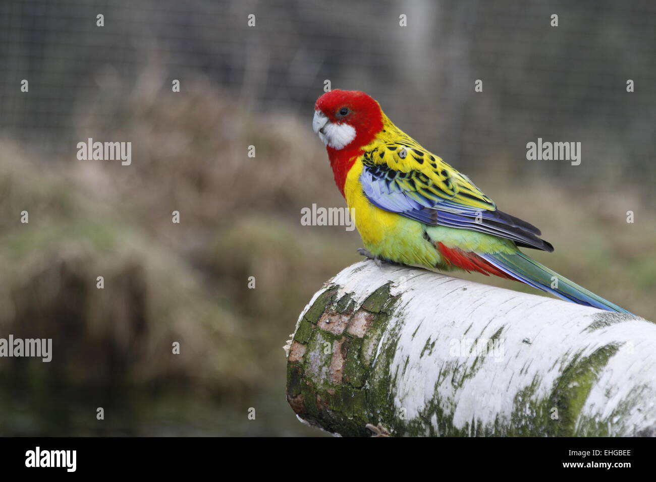 Rosella bird hi-res stock photography and images - Alamy