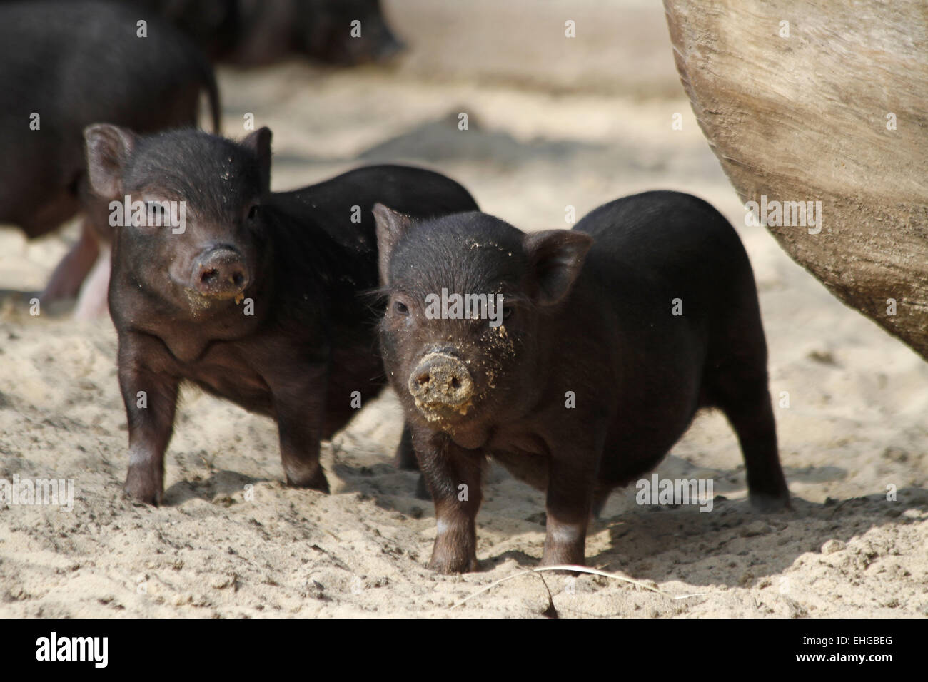 Minipigs hi-res stock photography and images - Alamy