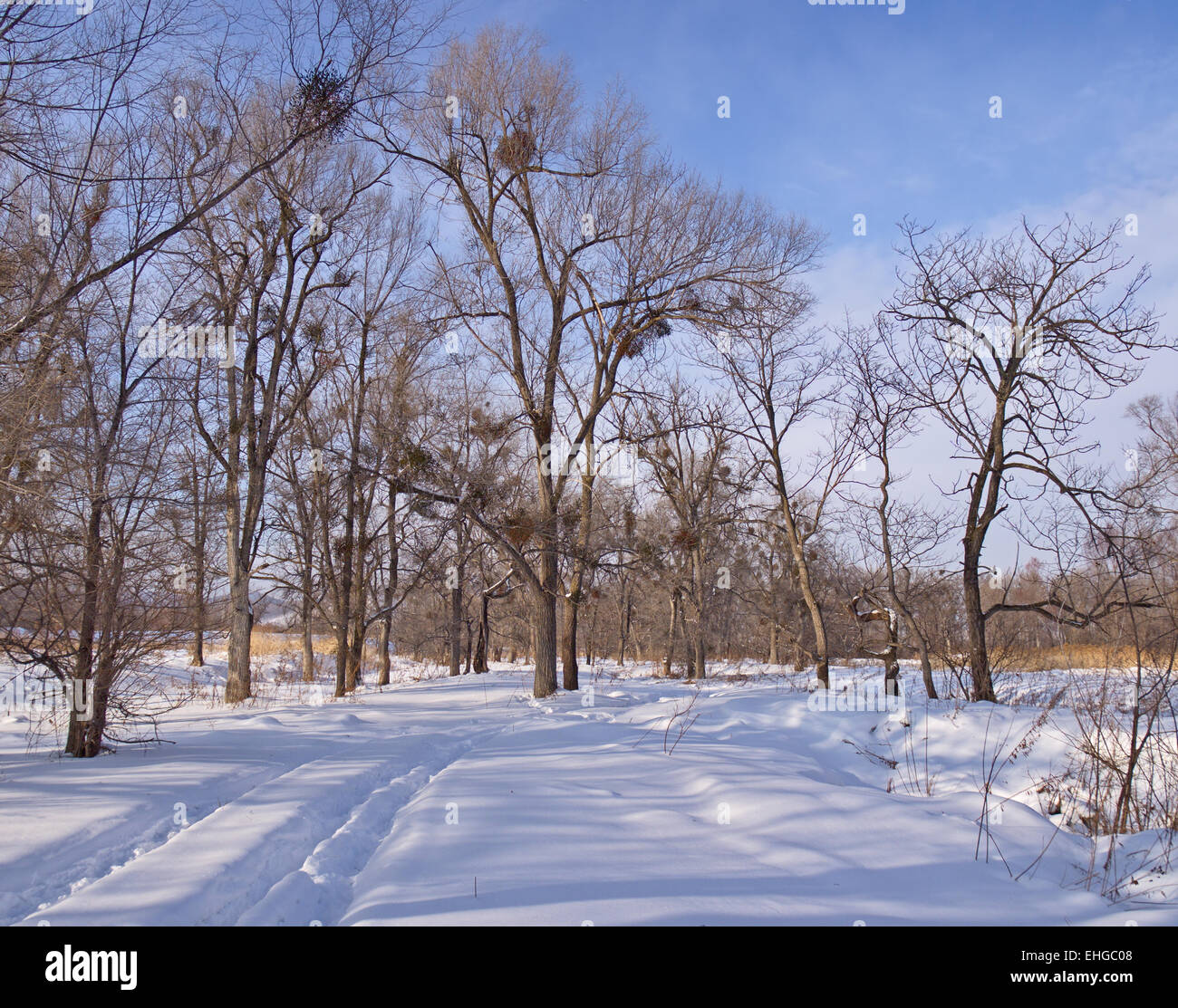 Winter wood landscape Stock Photo - Alamy