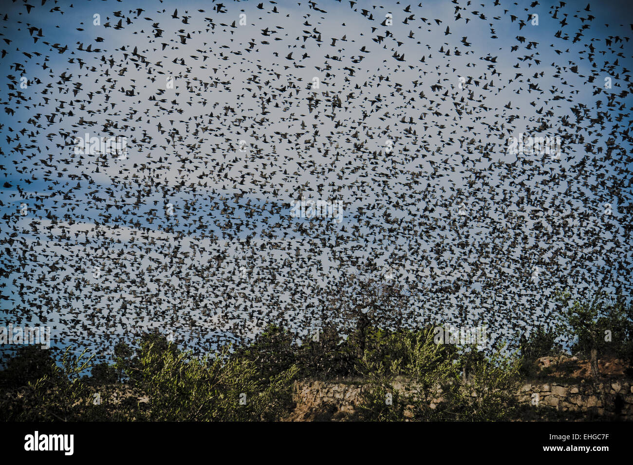 Cloud of starlings hi-res stock photography and images - Alamy