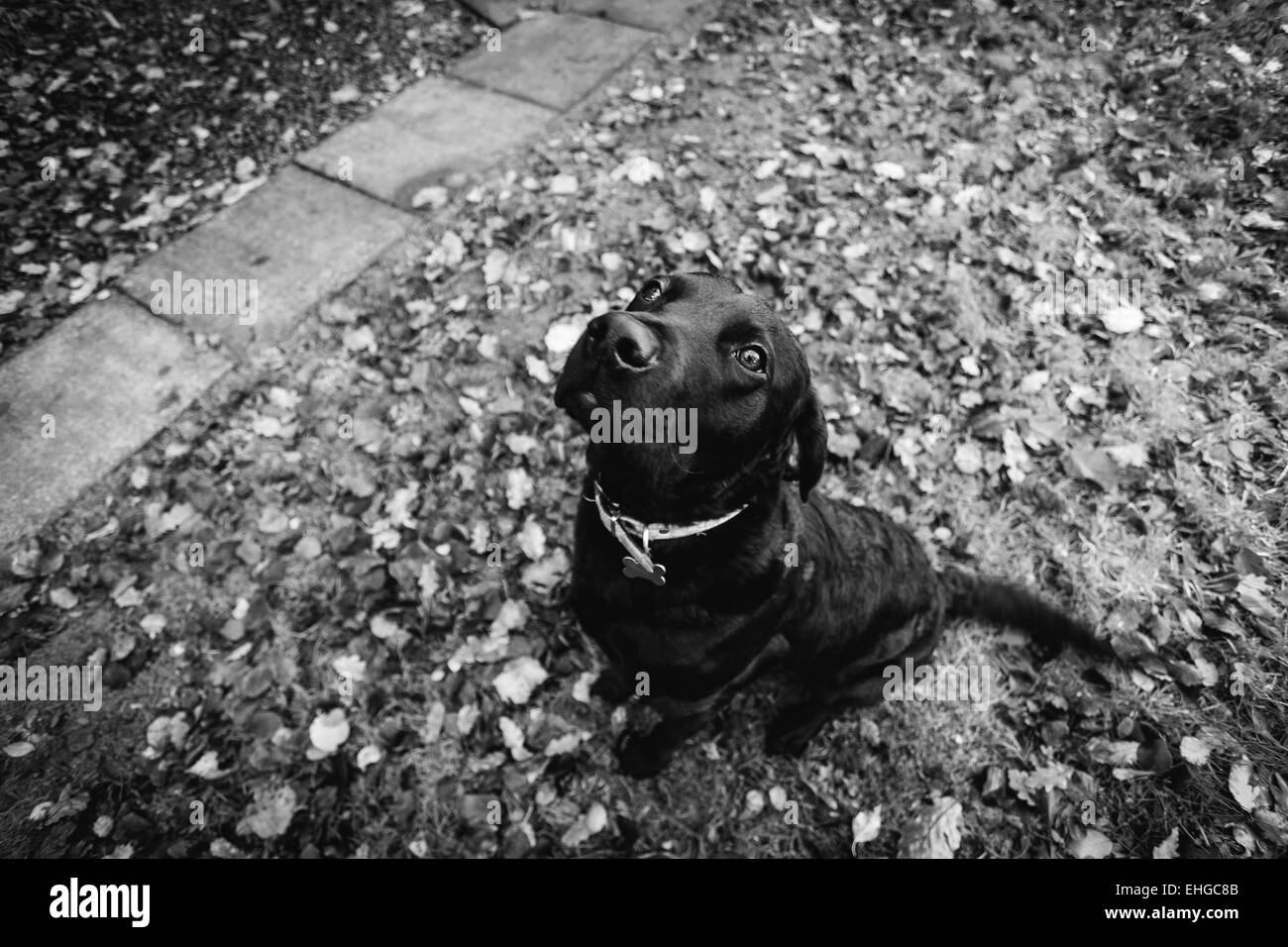 Black Labrador outside Stock Photo - Alamy