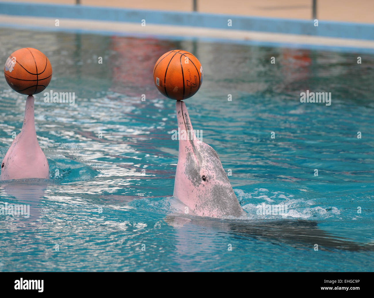 Pink Dolphins High Resolution Stock Photography and Images - Alamy
