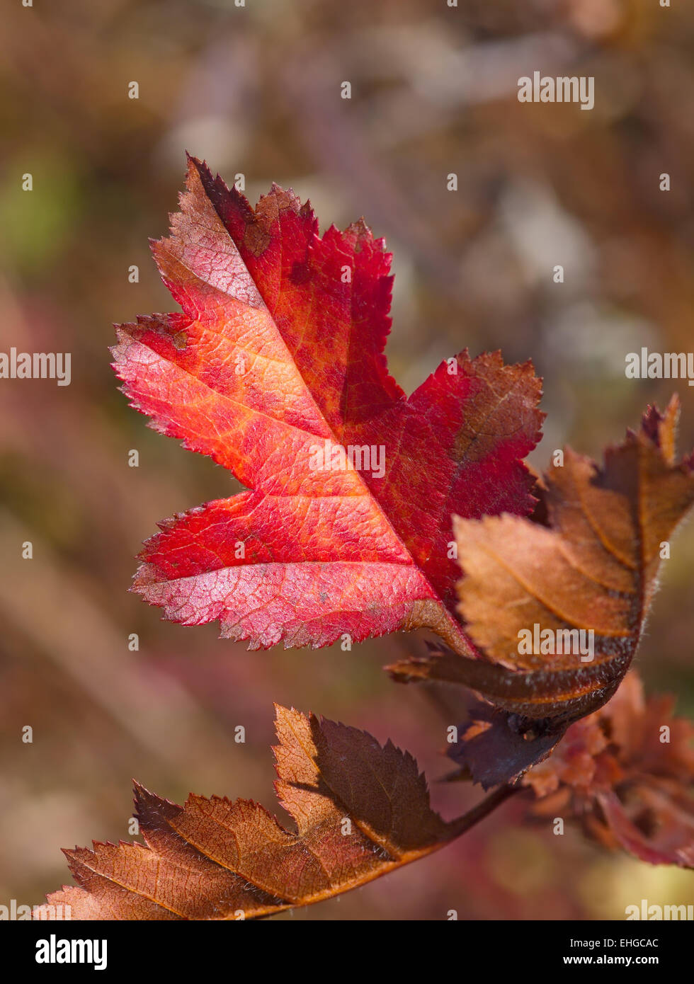 Red autumn sheet Stock Photo - Alamy